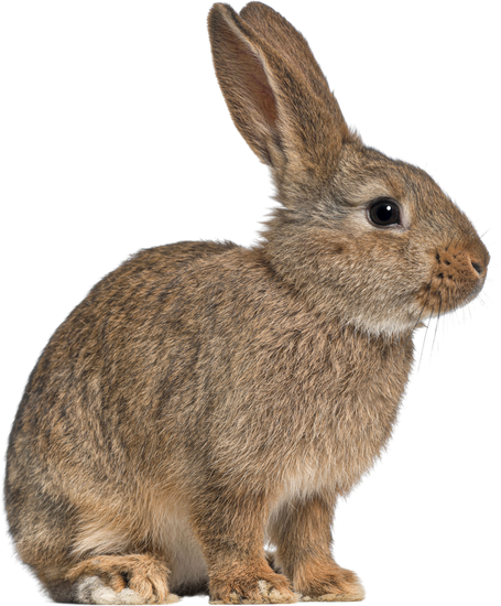 Grafika Komputer - Move Gambar Otomatis dan Keyboard - P8